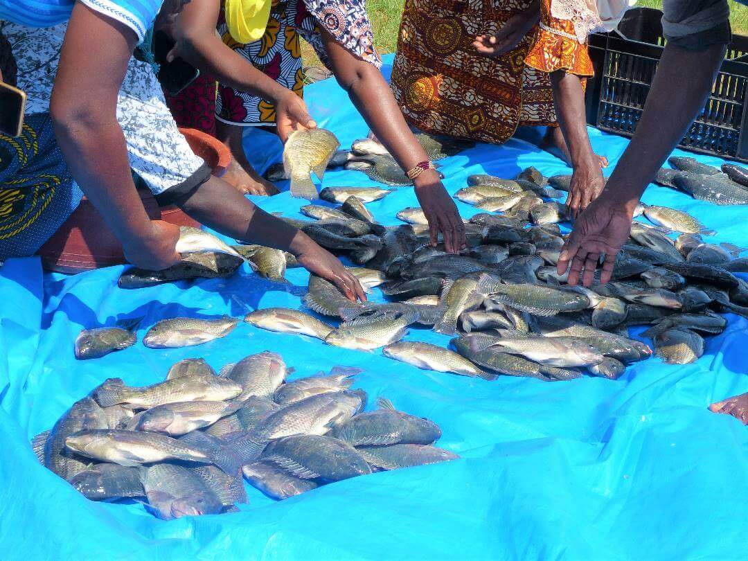 Pisciculture sur le lac Kossou: Les cages flottantes du Pôle agro ...