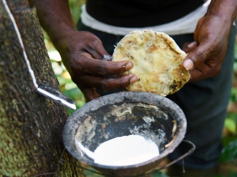 Hévéa: La Côte d’Ivoire renforce sa position en Afrique ...